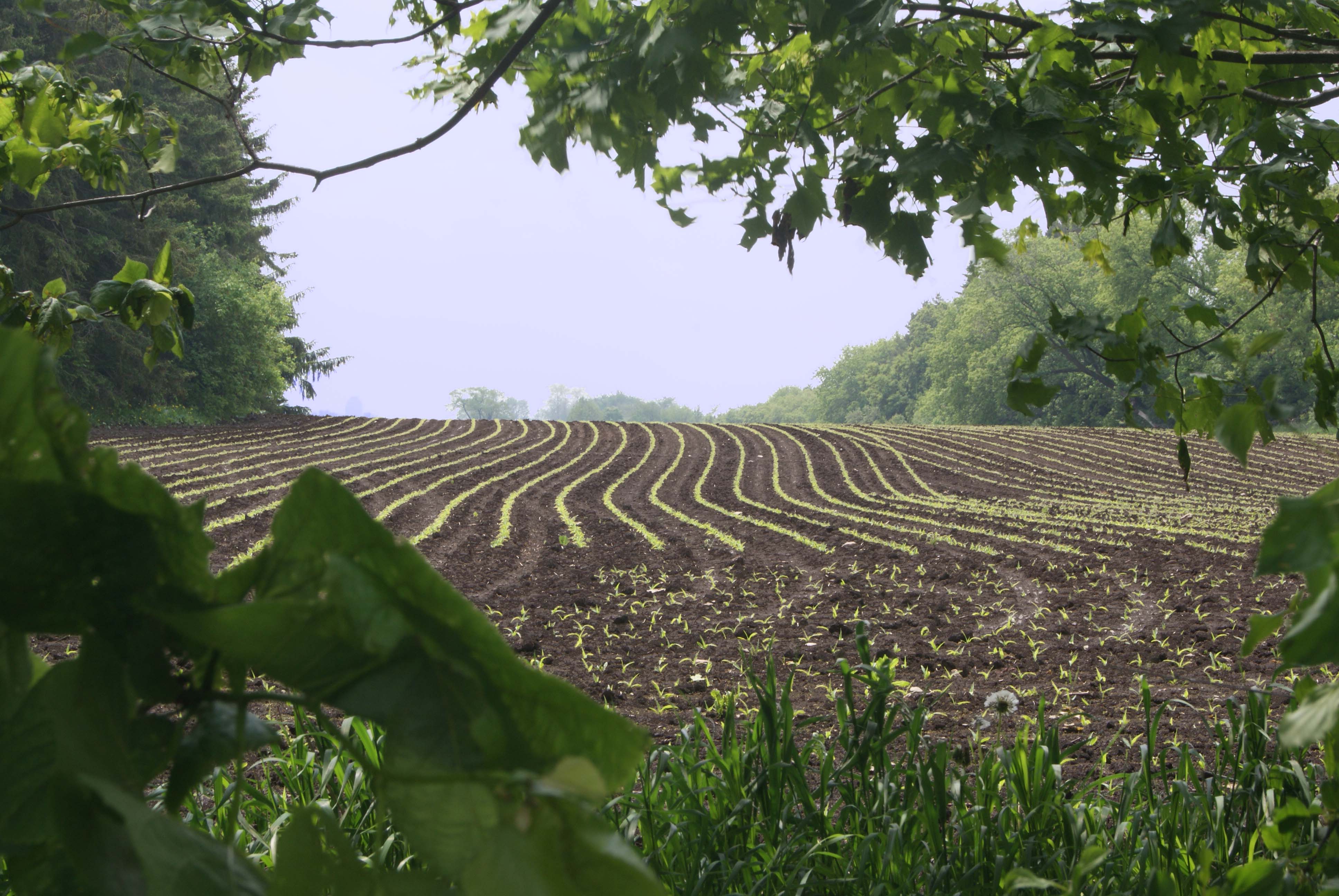 AN AGRICULTURE AND FOOD HUB | IN THE ROUGE NATIONAL URBAN PARK